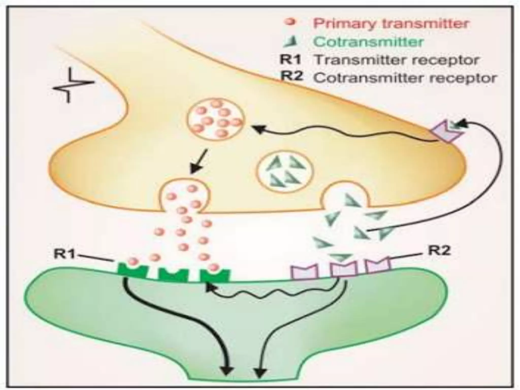 NEUROHUMORAL TRANSMISSION | PPTX