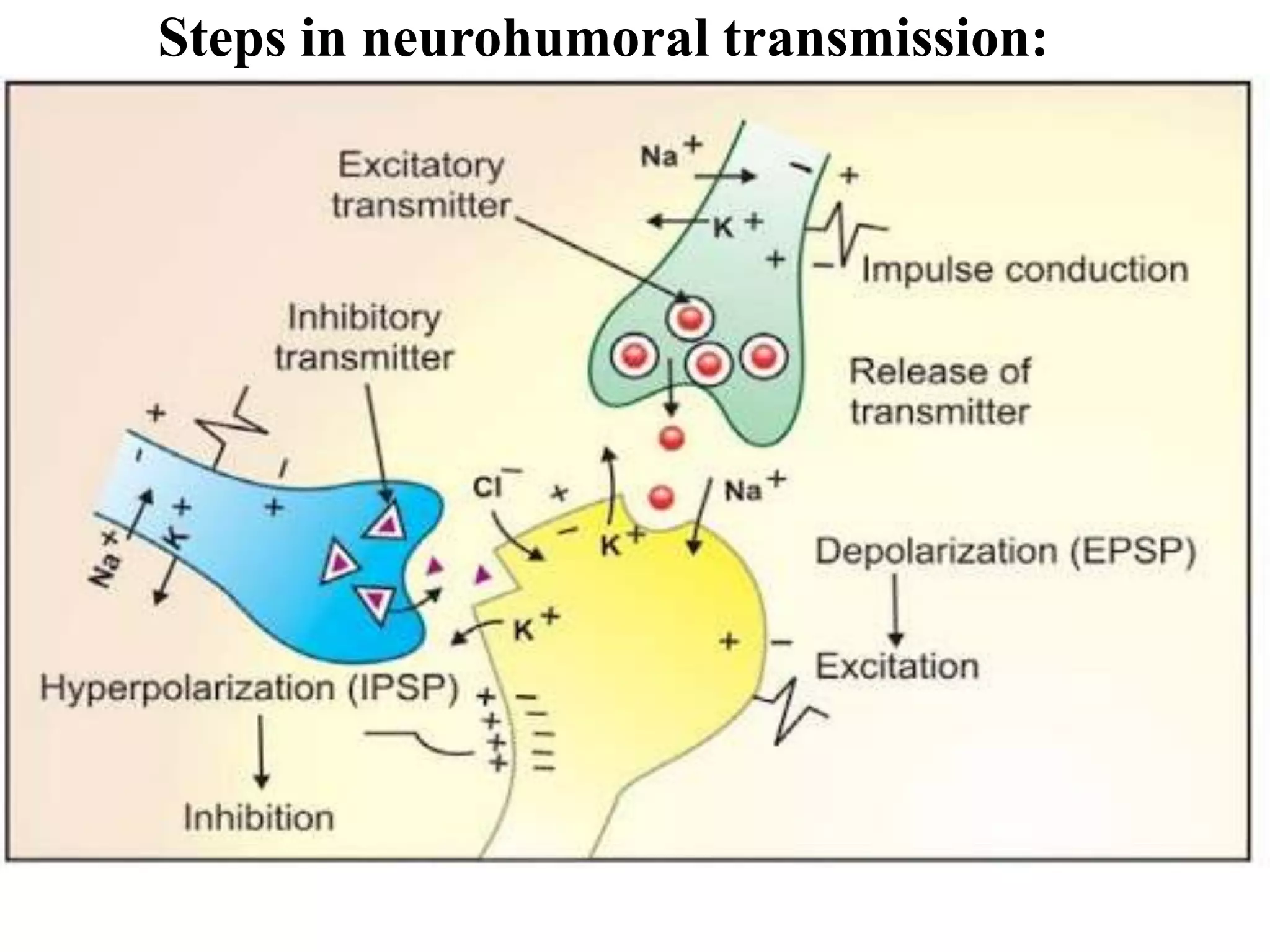NEUROHUMORAL TRANSMISSION | PPTX