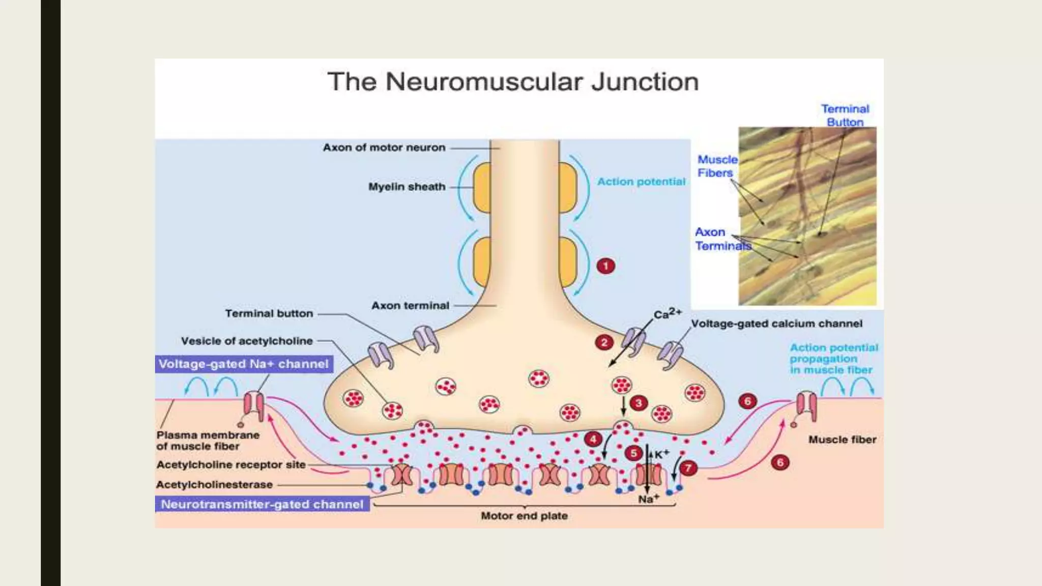 Neurohumoral transmission | PPTX