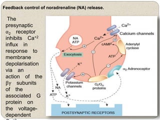Neurohumoral transmission in ans | PPTX