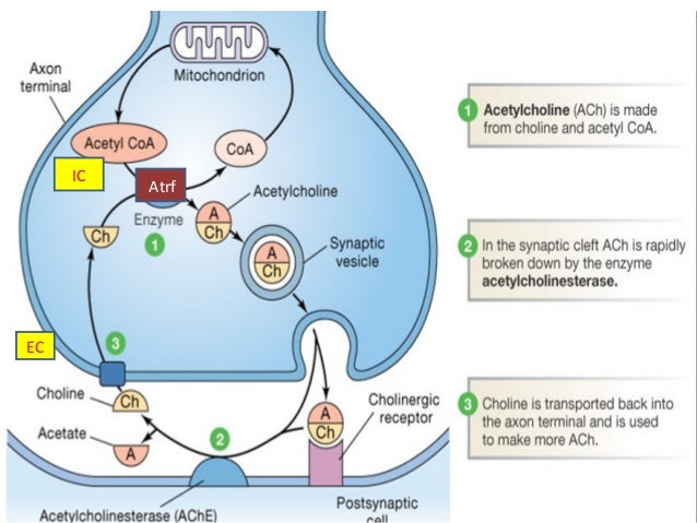 Neurohumoral transmission in ans final fully1cl f