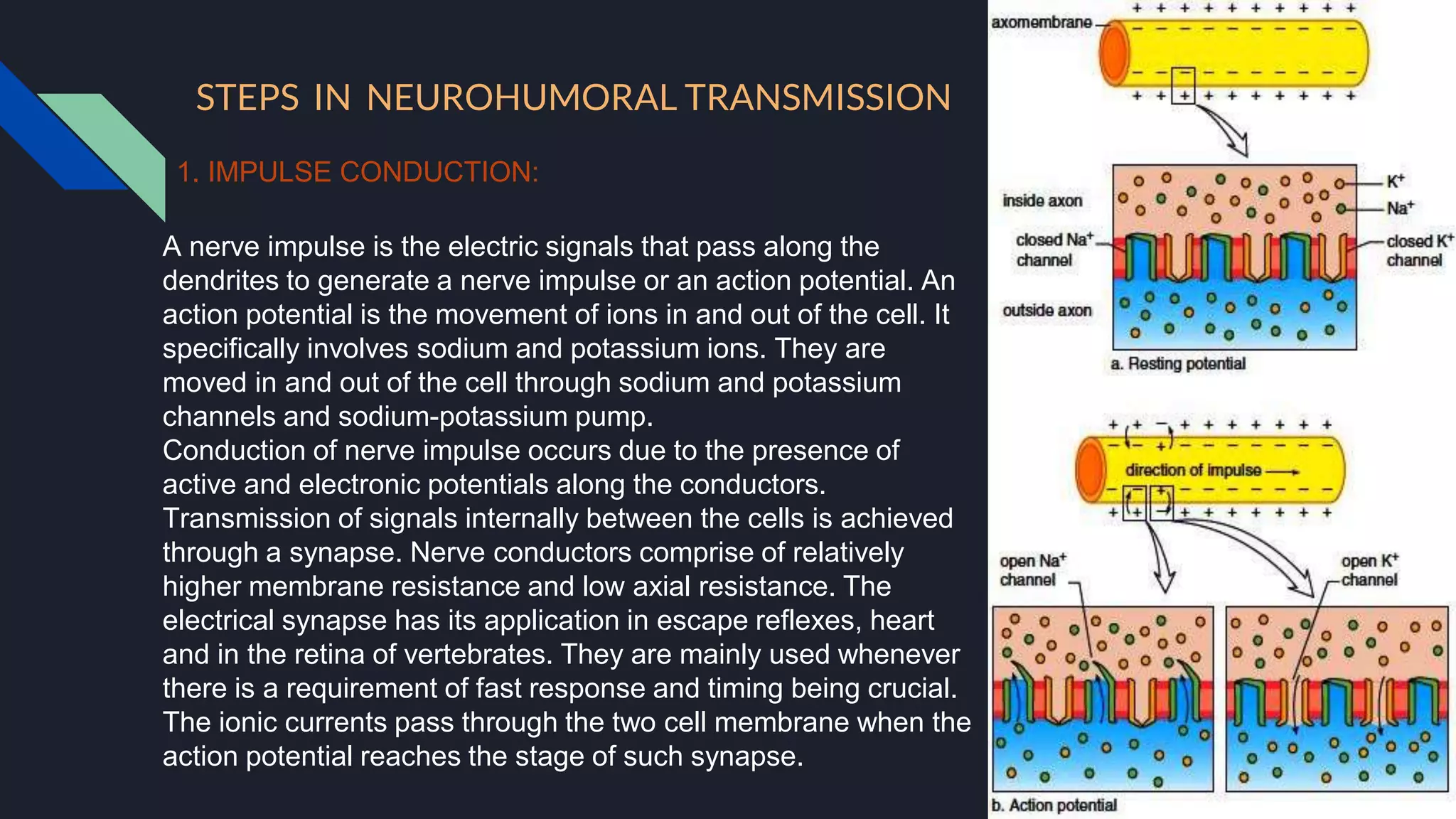 Neurohumoral transmission in body action | PPT
