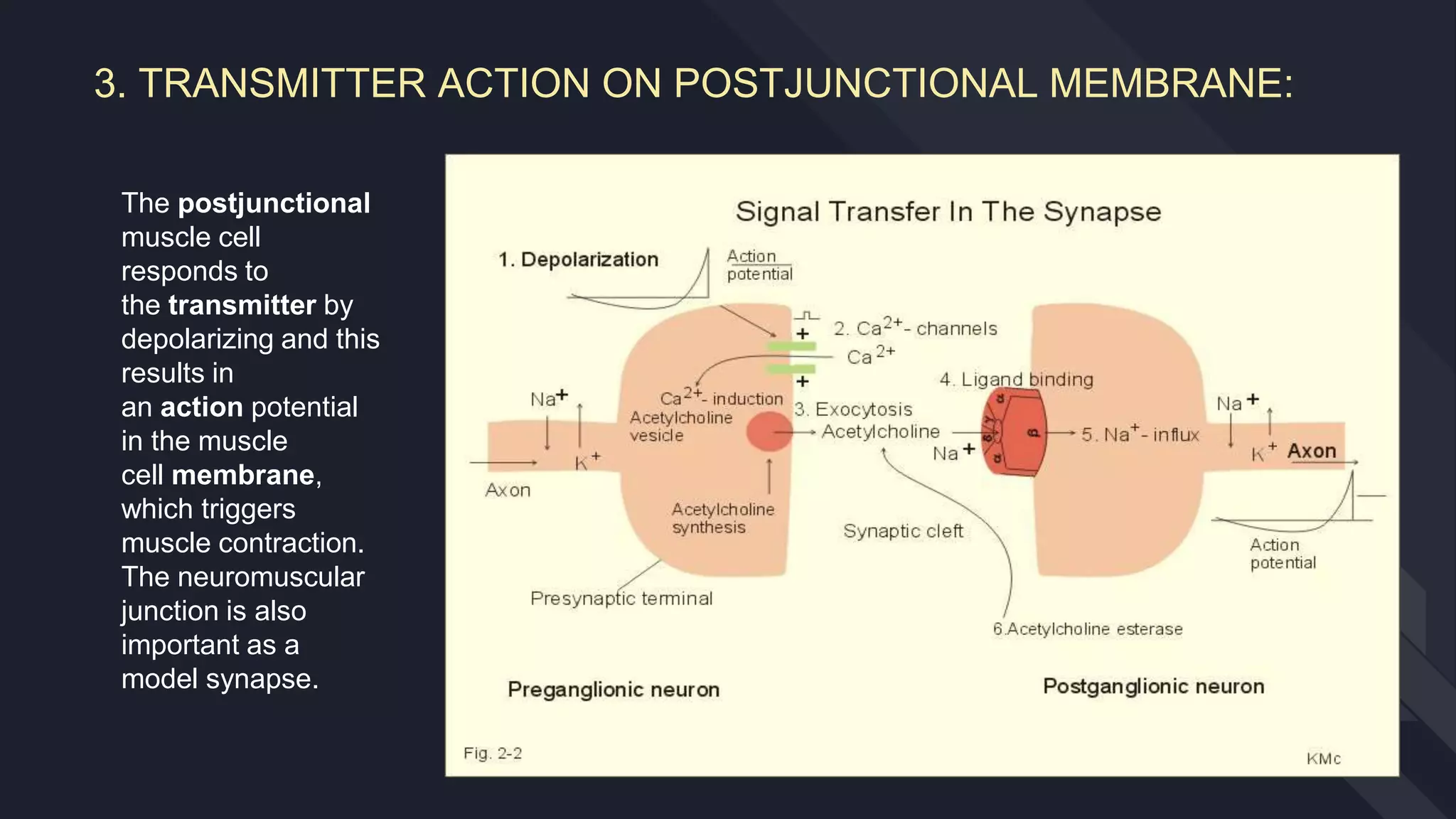 Neurohumoral transmission in body action | PPTX | Brain and Nervous ...