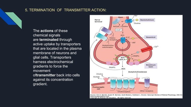 Neurohumoral transmission in body action | PPTX | Brain and Nervous ...