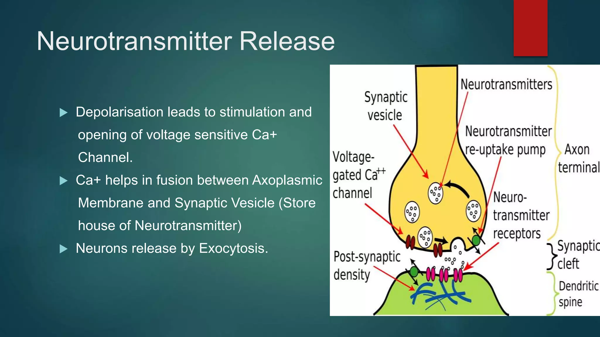 Neurohumoral transmission in CNS | PPTX