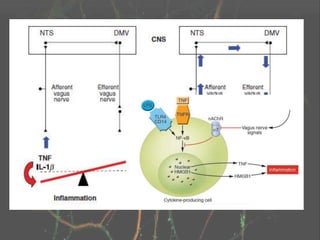 Neuroimmunology | PPTX