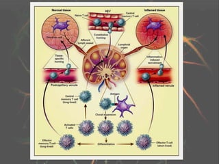 Neuroimmunology | PPT