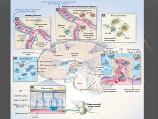 Neuroimmunology | PPT