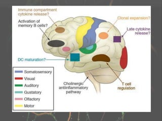 Neuroimmunology | PPTX