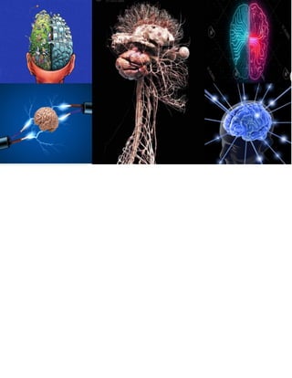 Neuroinformatics | PDF | Biological Sciences | Science