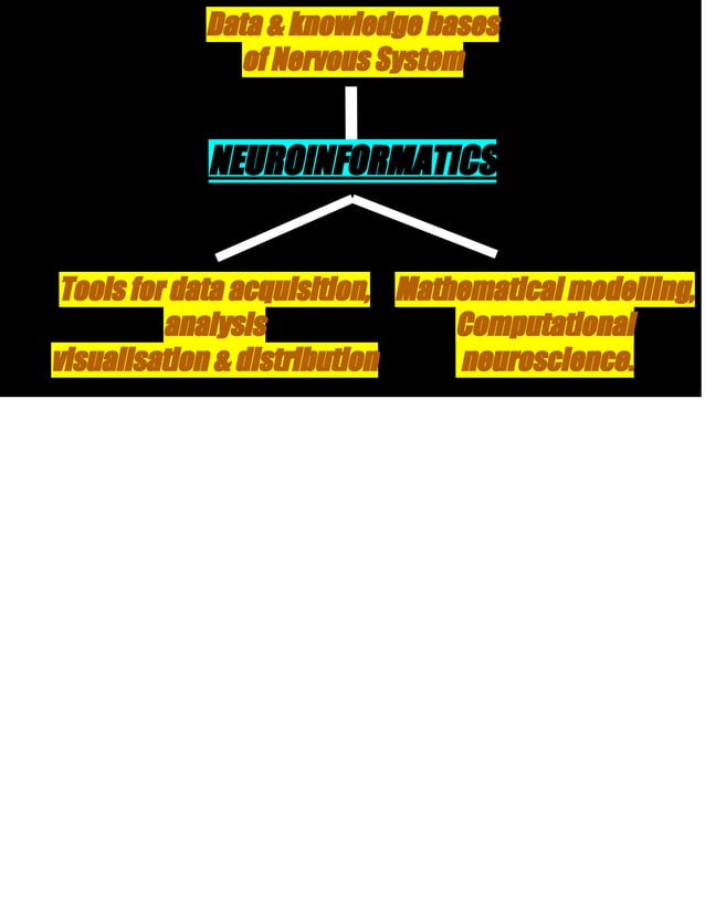 Neuroinformatics | PDF | Biological Sciences | Science