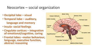 Neuroleadership | PPTX
