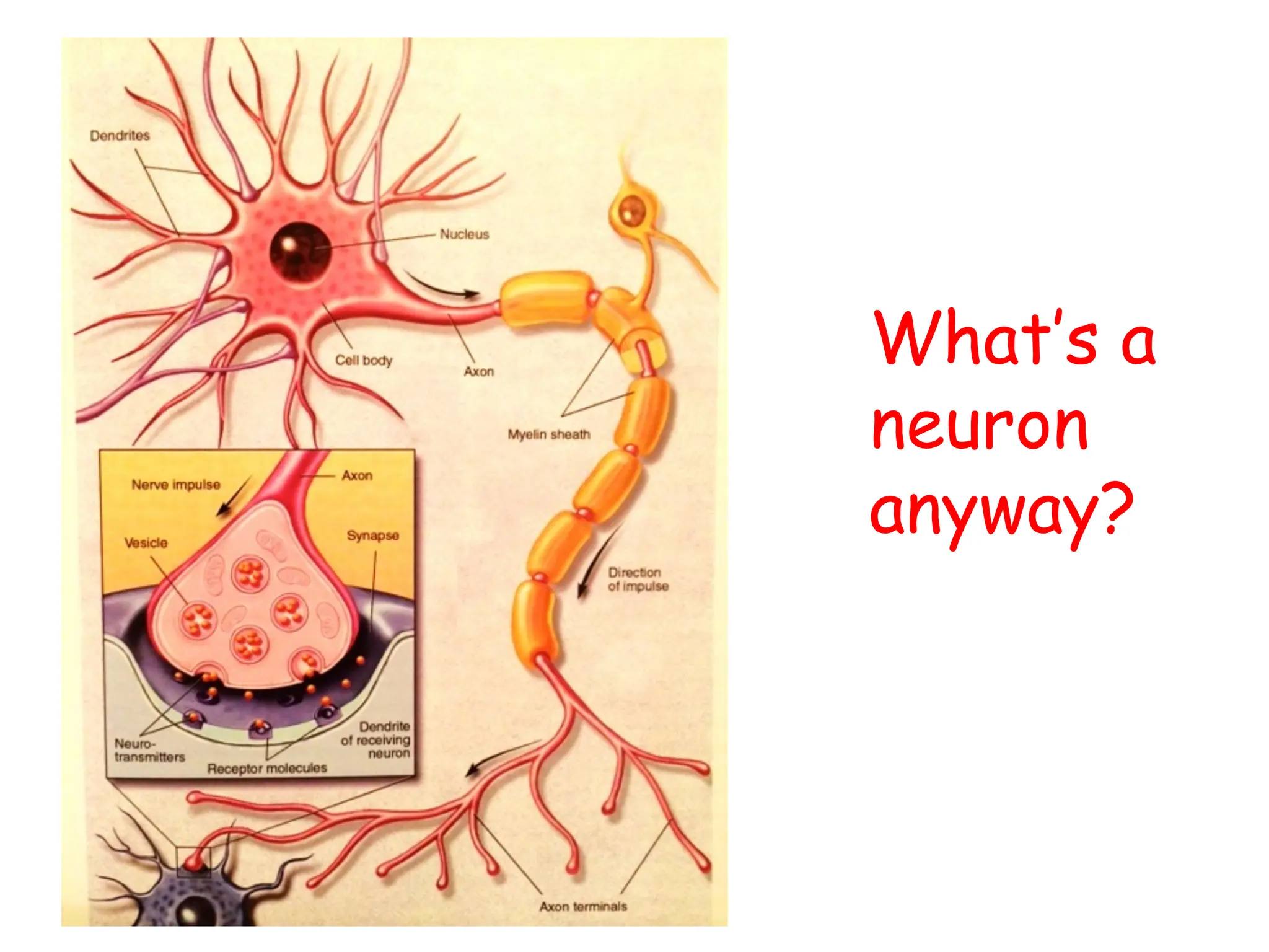 Neuroscience and neurons in biology introduction | PDF