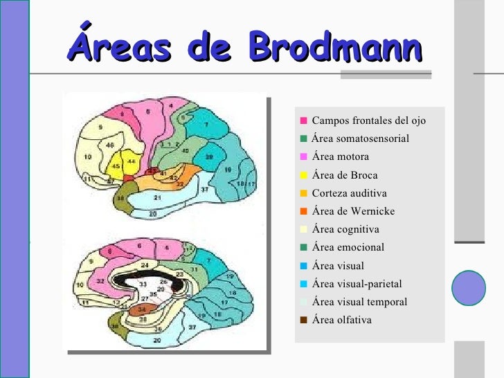 Informatica Aplicada UNY: Areas de Brodman.