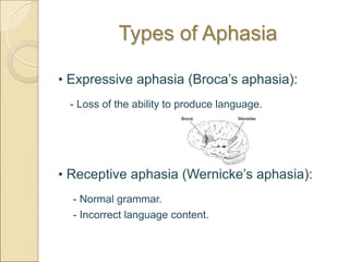 neurolinguistics.ppt