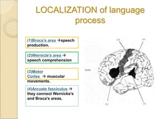 neurolinguistics.ppt