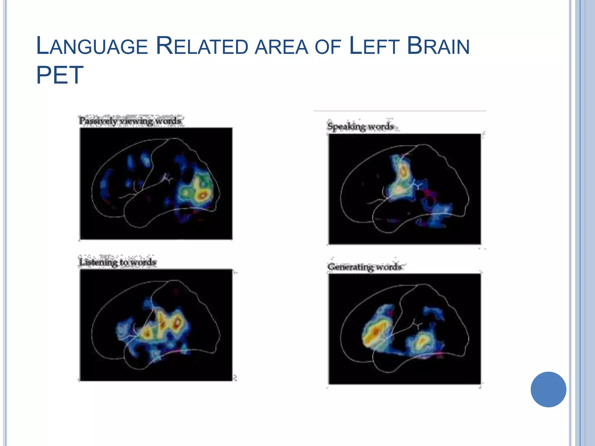 Neurolinguistics | PPTX