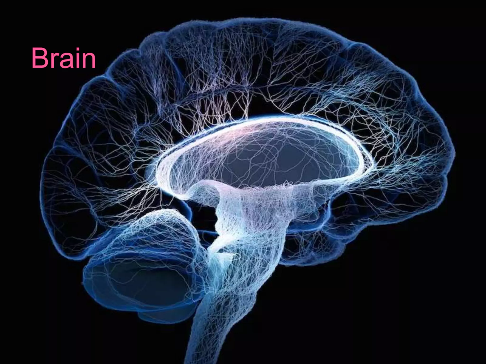 Neurolinguistics and brain types | PPT