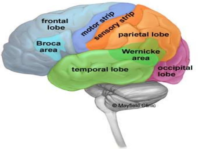 Neurolinguistics and brain types | PPT