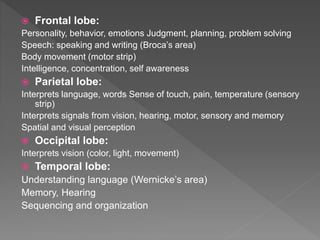 Neurolinguistics and brain types | PPT