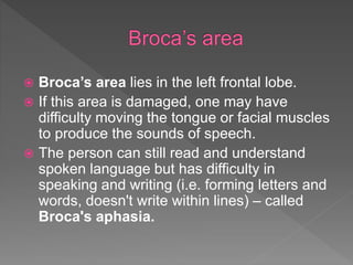 Neurolinguistics and brain types | PPT