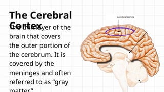 NEUROLINGUISTICSCXXCXC.ppt introduction to linguistics | PPT