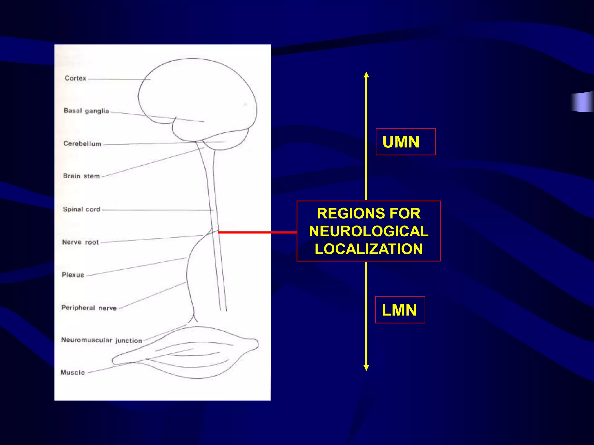 NeuroLocalisation.ppt