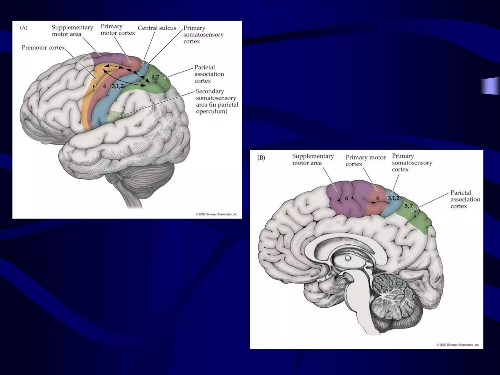NeuroLocalisation.ppt