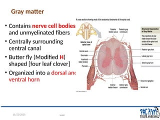 Neurolocalization Spinal Cord wale fi.pptx