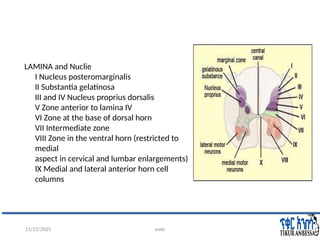 Neurolocalization Spinal Cord wale fi.pptx