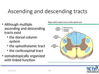 Neurolocalization Spinal Cord wale fi.pptx
