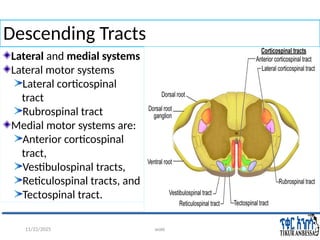 Neurolocalization Spinal Cord wale fi.pptx
