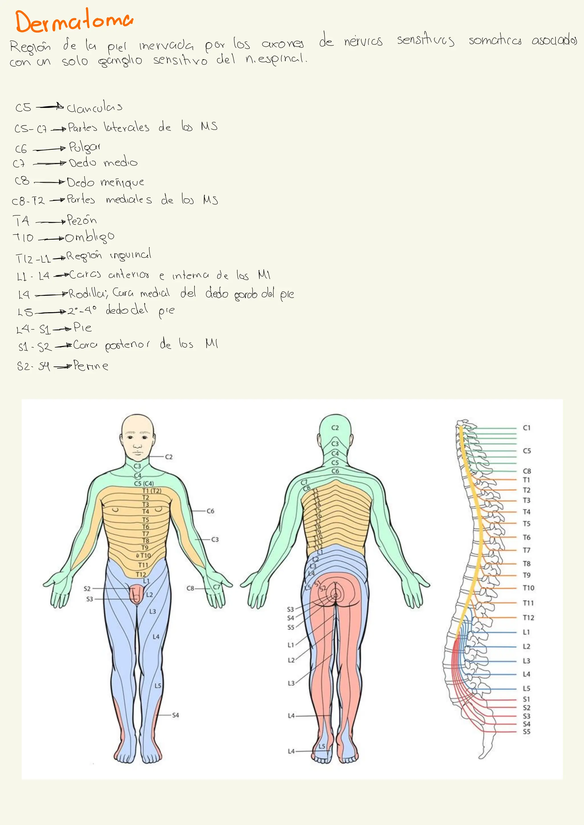 Síndrome de guillian barre fisiopatologia | PDF