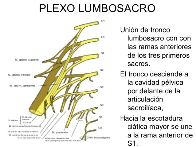 Neurologia de miembro inferior