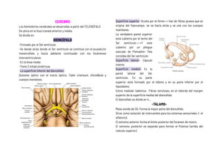 NEUROLOGÍA SUB 2 ayudaaaaaaaaaaaaaaaaaaaa | PDF
