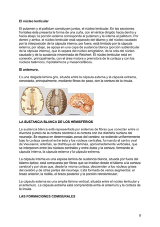 Neurologia (unidad 1) | PDF