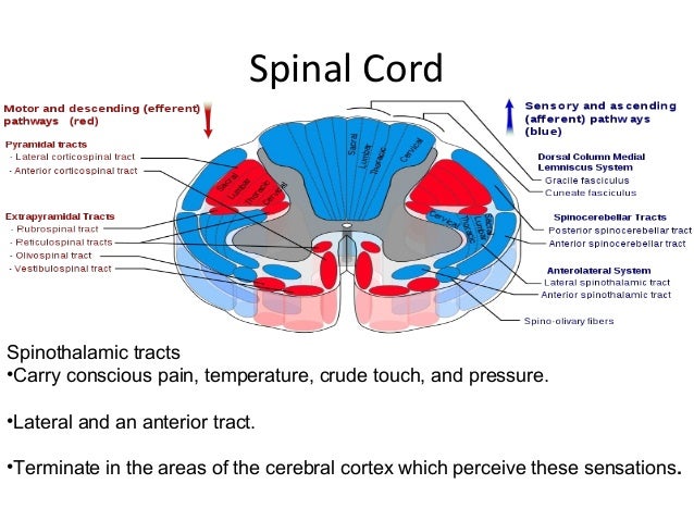Neurological assessmentv1[25 10_11][1]