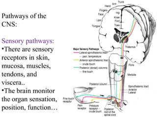 Neurological Assessment for nursing students (1).pptx