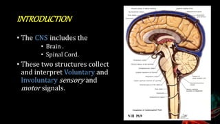 Assessment of Pediatric Nerves System | PPTX