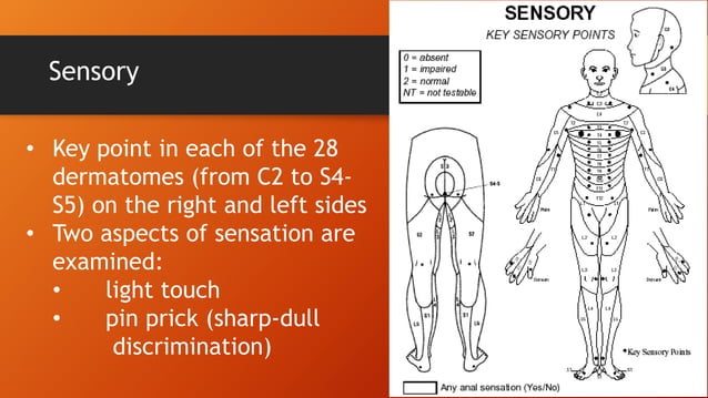 Neurological assessment for asia chart | PPTX | Death, Injury, or ...