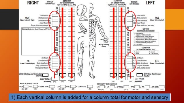 Neurological assessment for asia chart | PPTX | Death, Injury, or ...
