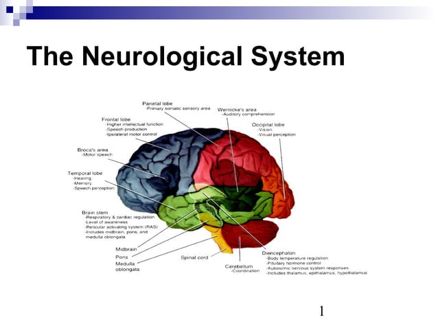 Neurological assessment sp07 webversion | PPT