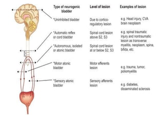 NEUROLOGICAL_BASIS_OF_AUTOMATIC_BLADDER_AND_SUPRAPUBIC_CYSTOSTOMY (1)-1 ...