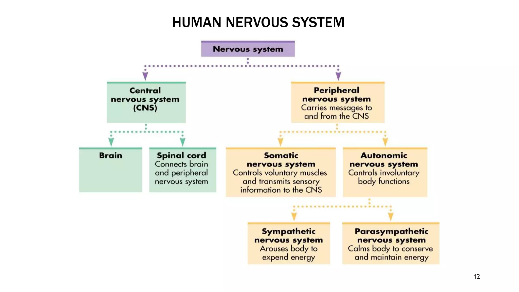 Neurological Basis Of Behavior Presentation.pptx