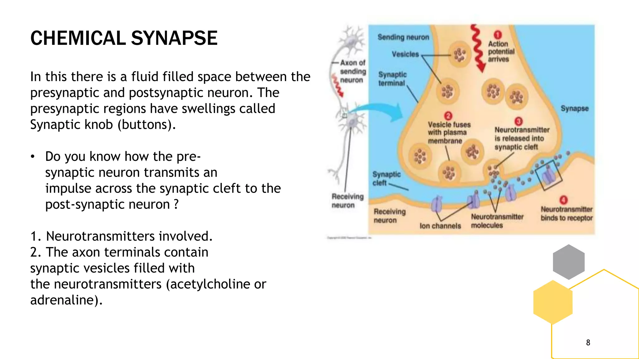 Neurological Basis Of Behavior Presentation.pptx
