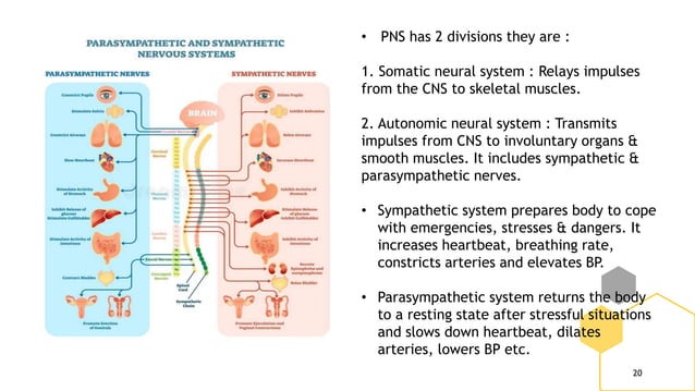 Neurological Basis Of Behavior Presentation.pptx