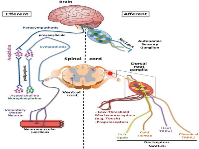 Neurological conditions affecting skin -Dr. Ramji Ram | PPTX | Foot ...