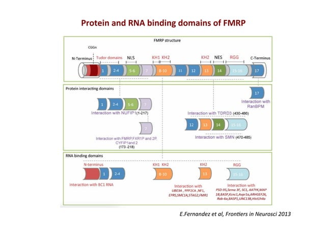 Neurological disorders arising from gene expression defects | PPT