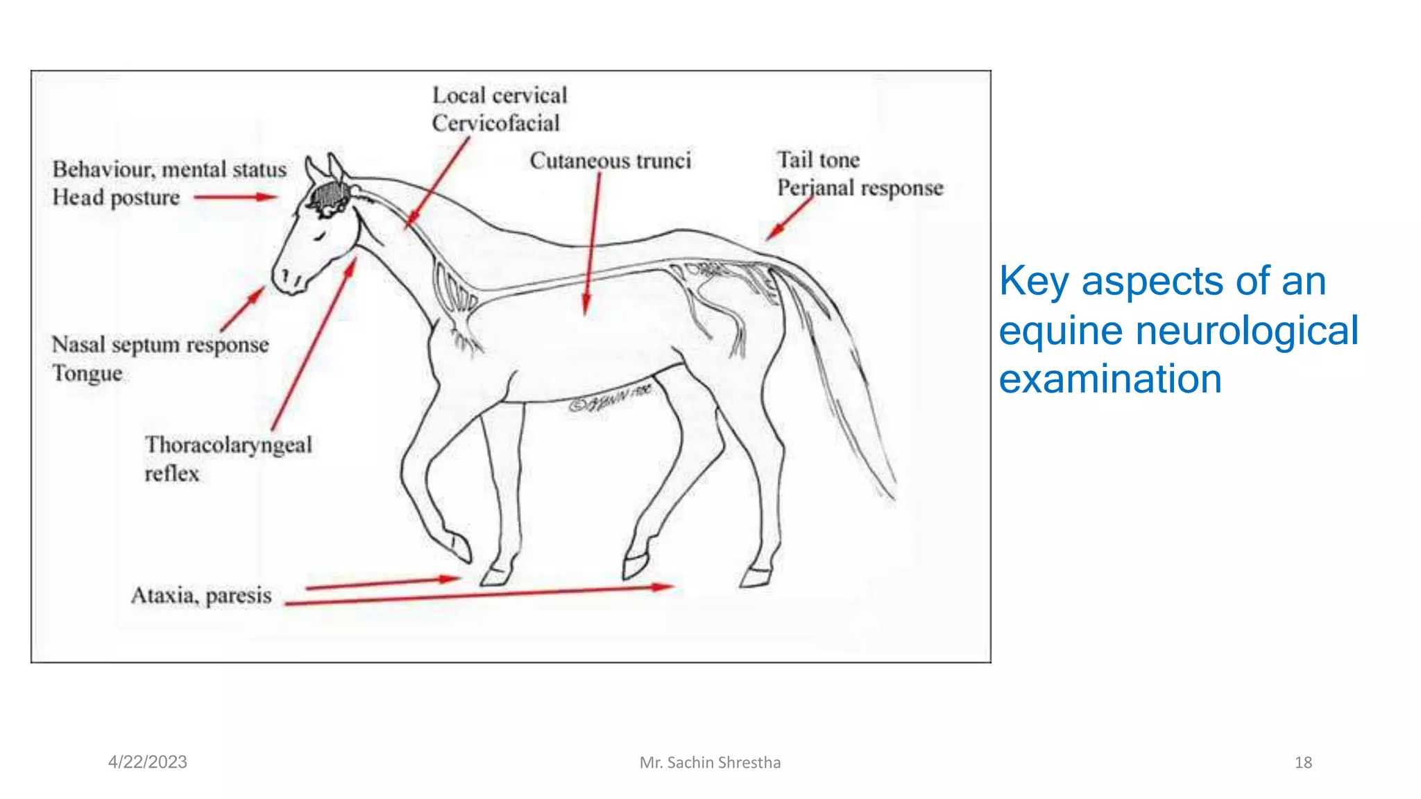 Neurological Evaluation in Horse.pptx