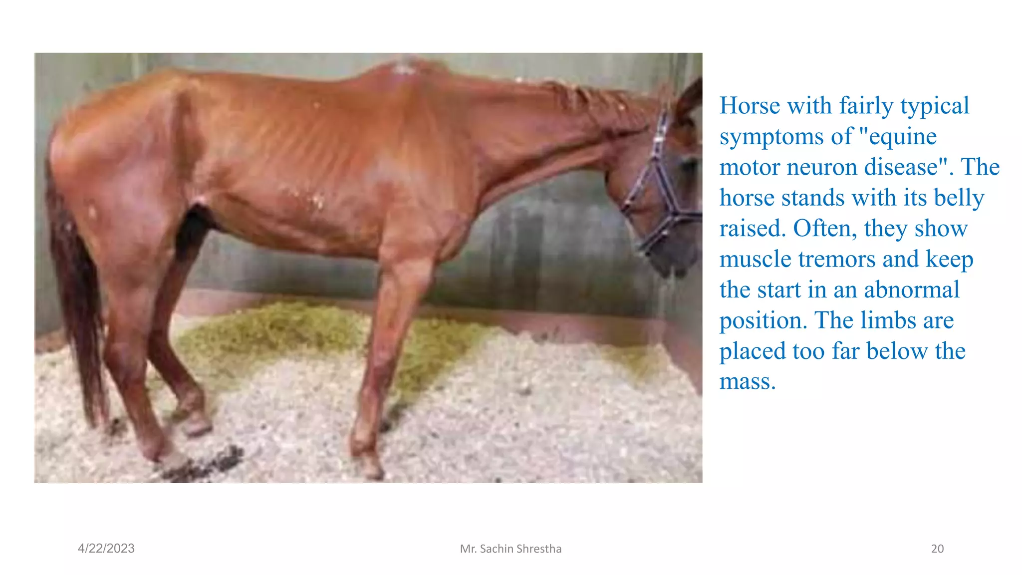 Neurological Evaluation in Horse.pptx